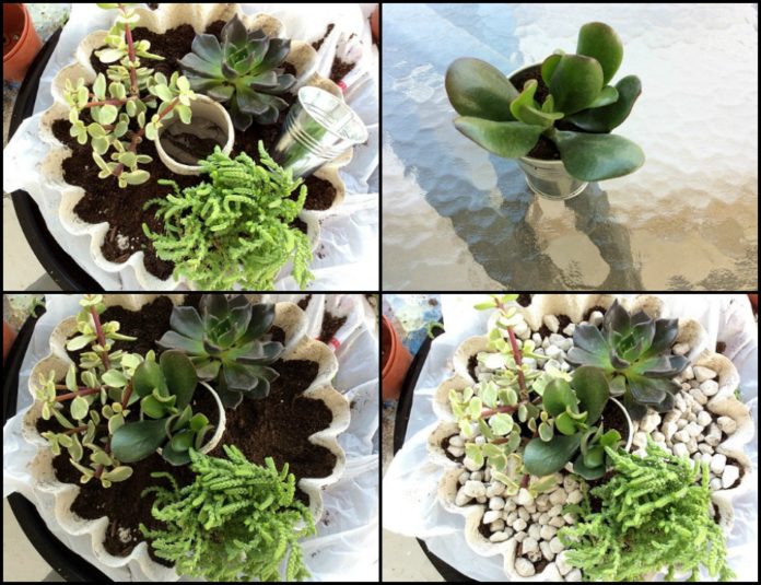 DIY κασπό αχιβάδα για παχύφυτα